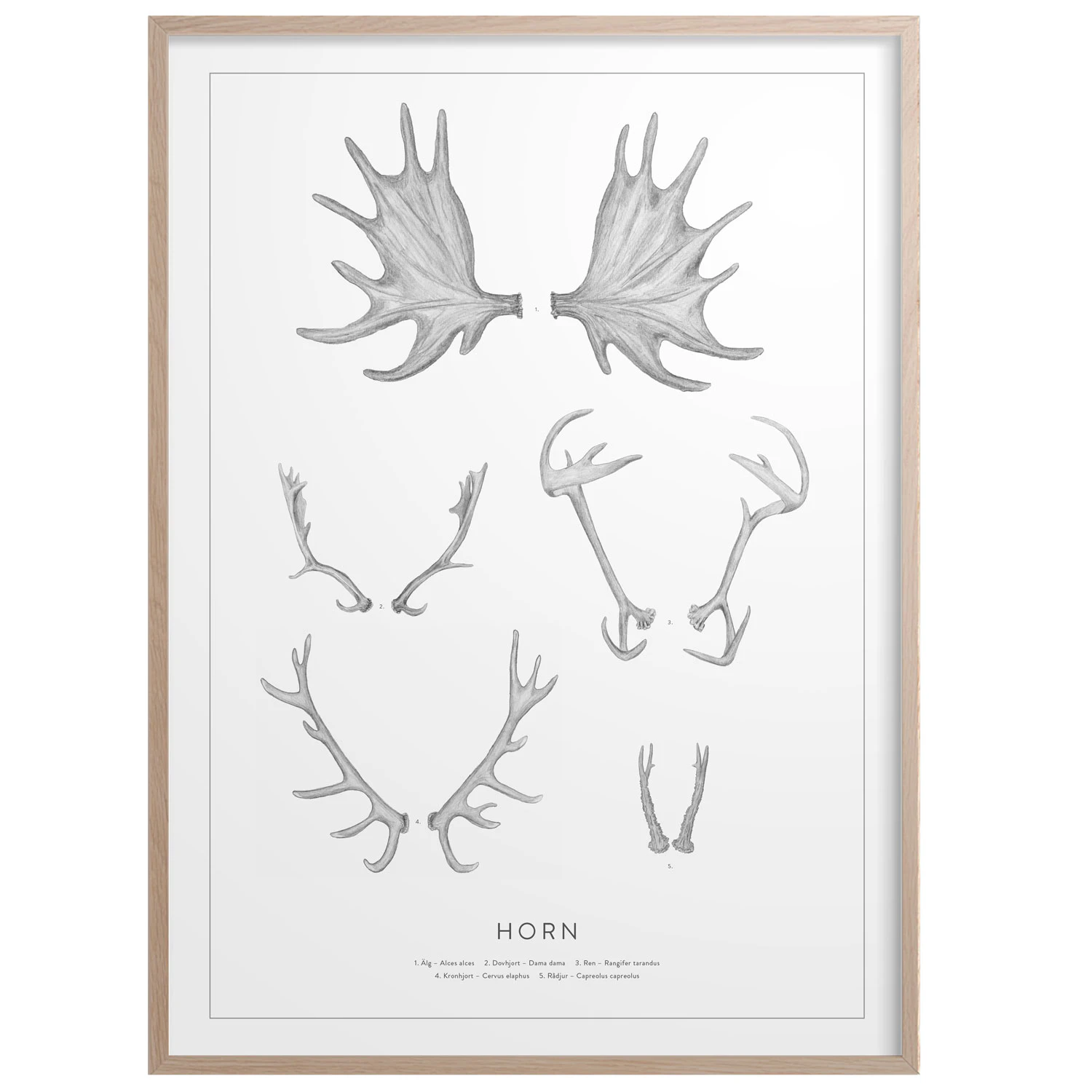 Horn Poster 50x70 cm from Kunskapstavlan® | RoyalDesign